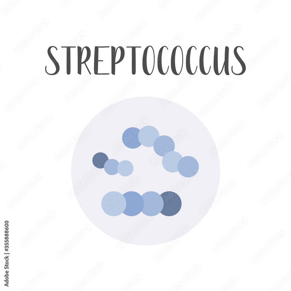 Streptococcus. Bacteria classification. Spherical shapes of bacteria ...