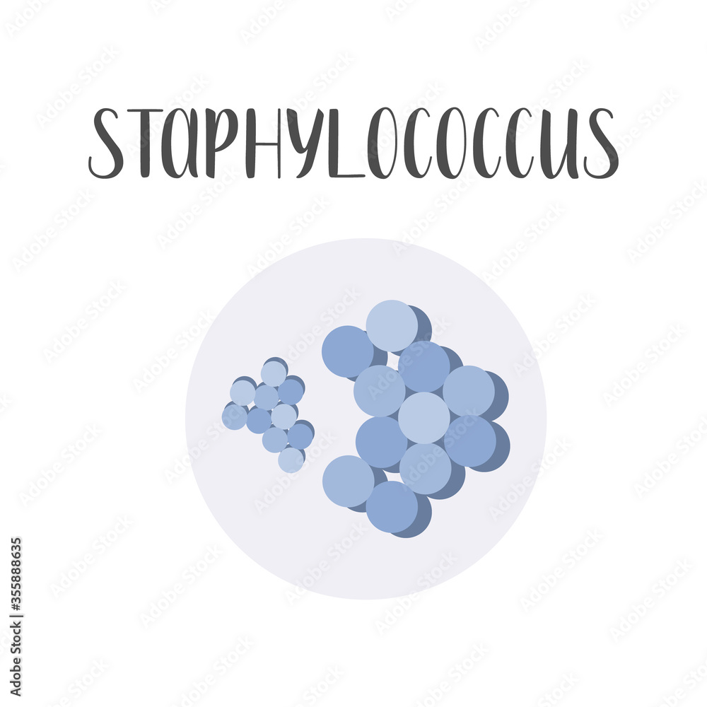 Staphylococcus. Bacteria classification. Spherical shapes of bacteria ...