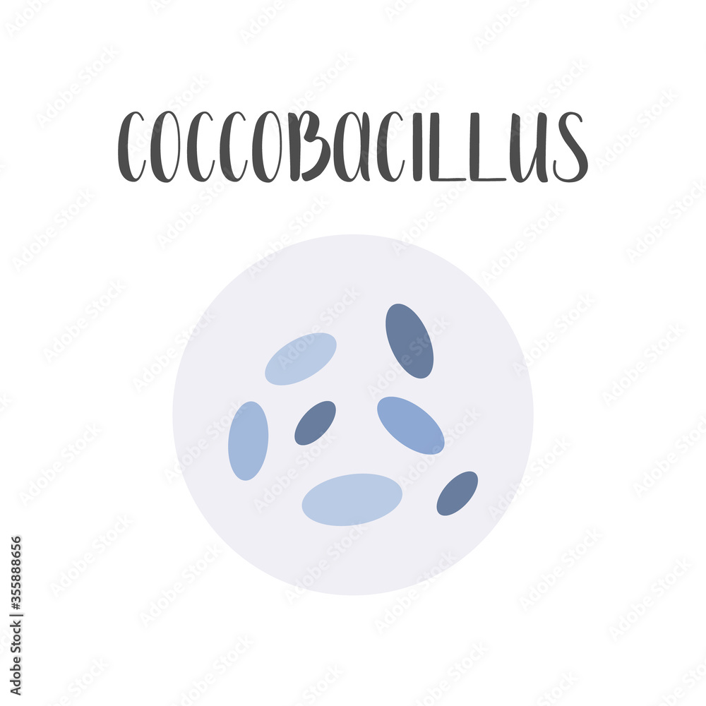 Cocobacillus. Bacteria classification. Rod-shaped shapes of bacteria ...