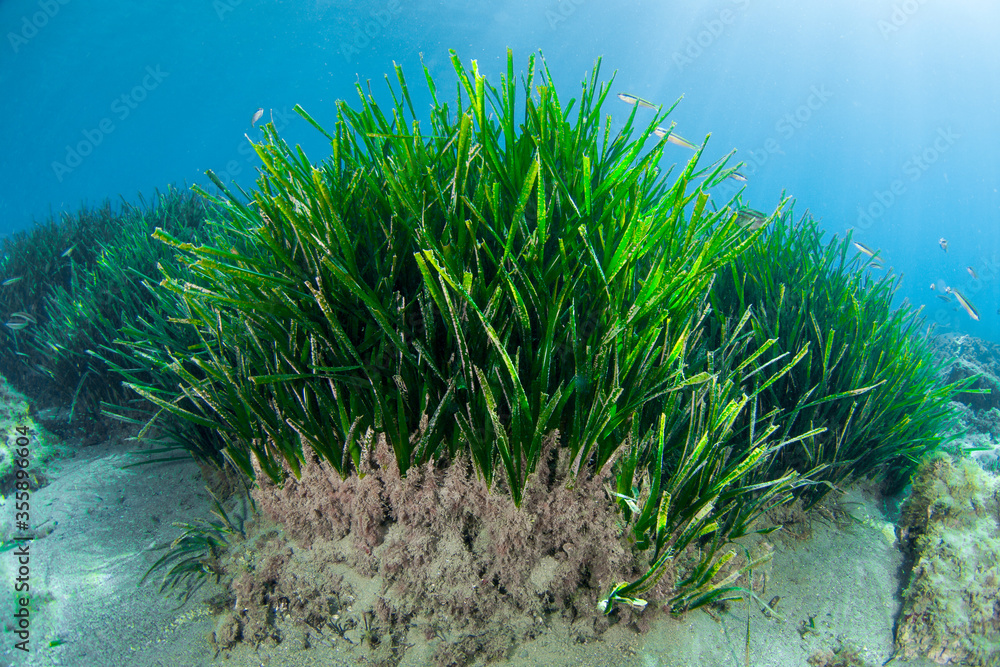 Underwater prairie of Posidonia oceanica in the Mediterranean Sea with ...