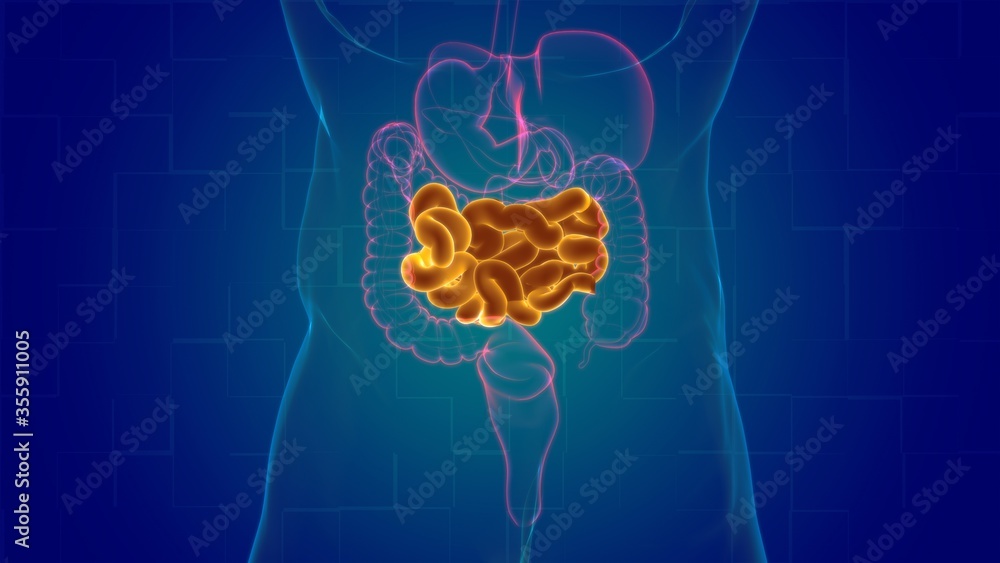 Small Intestine 3D Illustration Human Digestive System Anatomy Stock ...