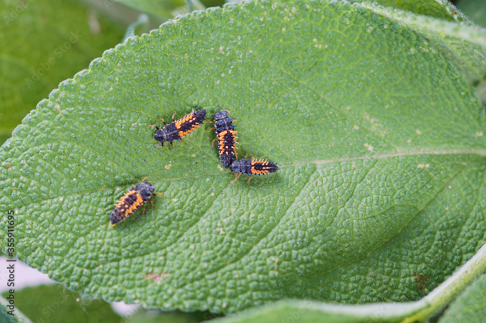Fotka „Ladybug Baby Stages. Pupa and Larvae Stages of a Ladybug on Sage ...