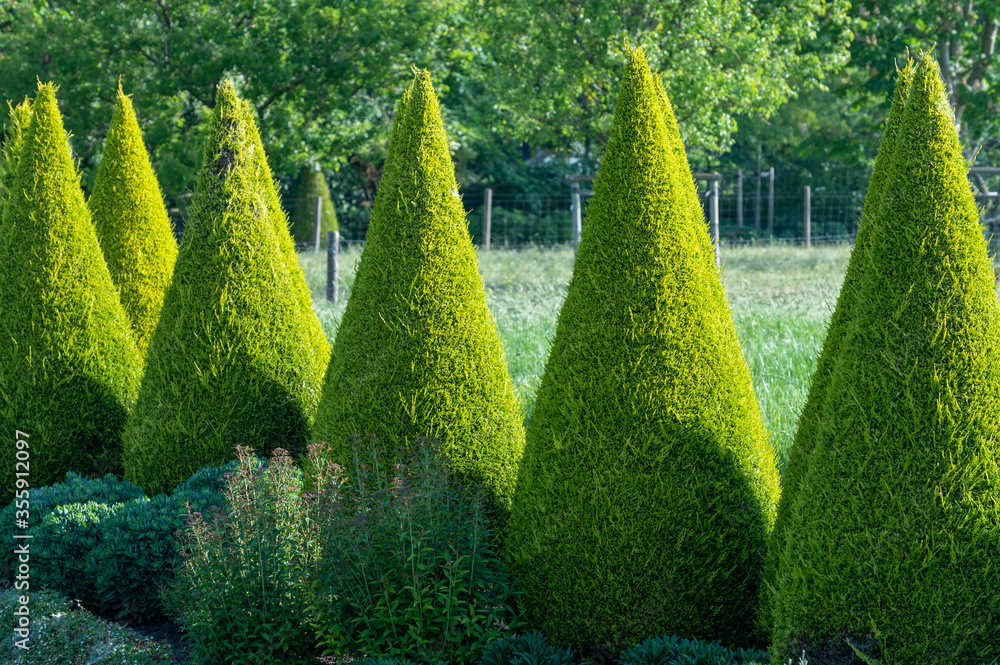 Well shaped green conical thuja coniferous trees in garden Stock Photo ...