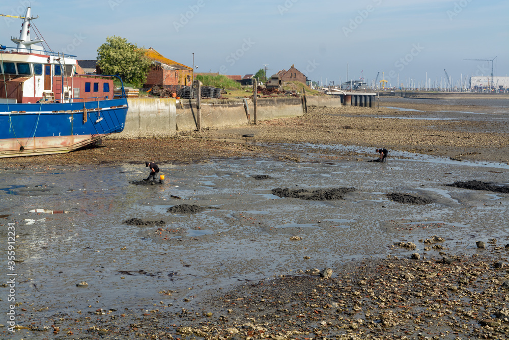 People dig lugworms or sandworms for fishing during low tide in Zeeland ...