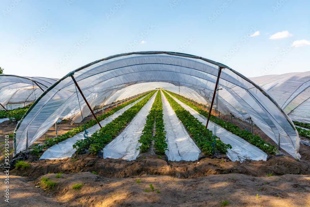 Cultivation of strawberry fruits using the plasticulture method, plants ...