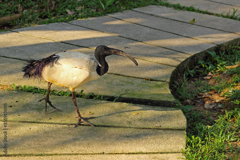 African sacred ibis or Threskiornis aethiopicus. The sacred bird of ...
