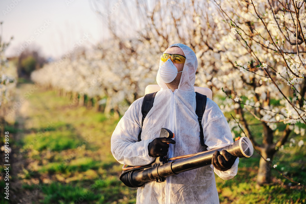 Man in protective suit and mask walking trough orchard with pollinator ...