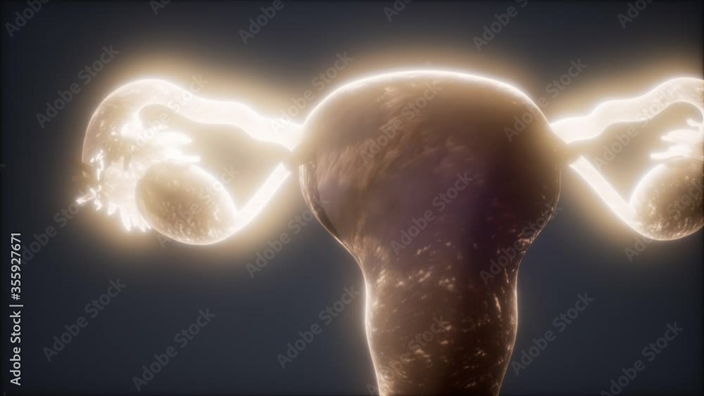 Female Reproductive System Anatomy animation Stock Video | Adobe Stock