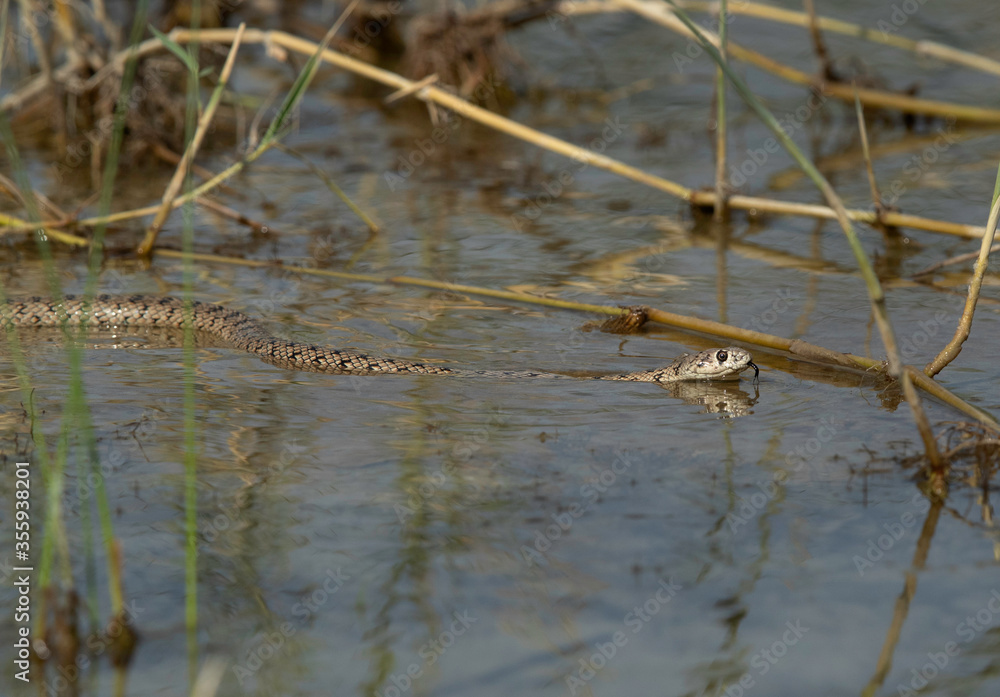 Rat snake swimming in Buhair lake of Bahrain Stock Photo | Adobe Stock