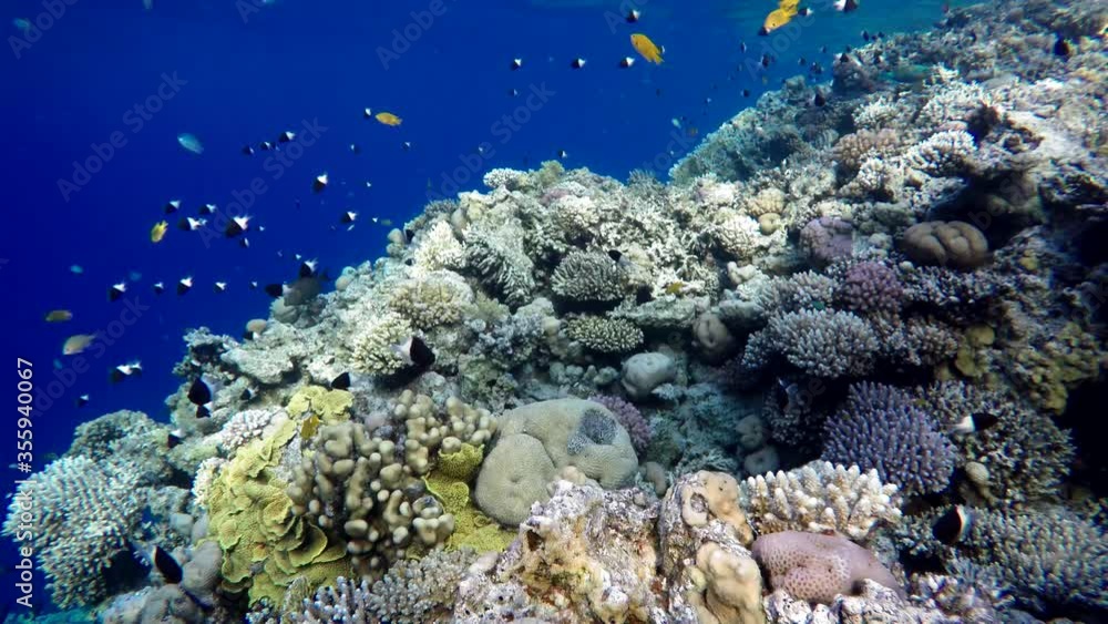 Ocean. Underwater life in the ocean. Colorful corals and fish. Stock ...