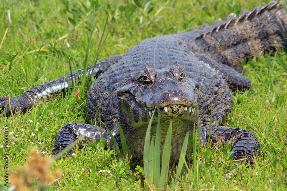 Closer and closer... encounter with an alligator Stock Photo | Adobe Stock