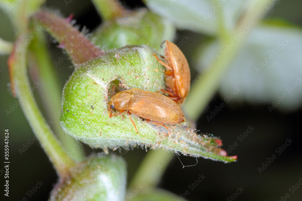 Foto de The raspberry beetle (Byturus tomentosus) on damaged flower ...