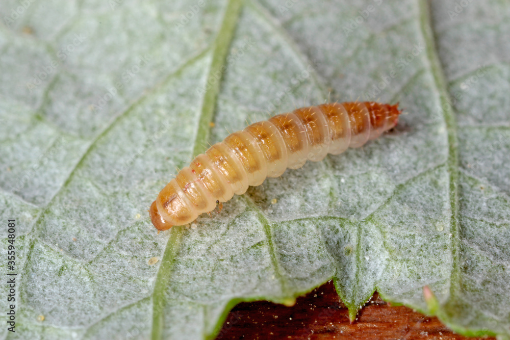 Larva of the raspberry beetle (Byturus tomentosus) on damaged fruit. It ...