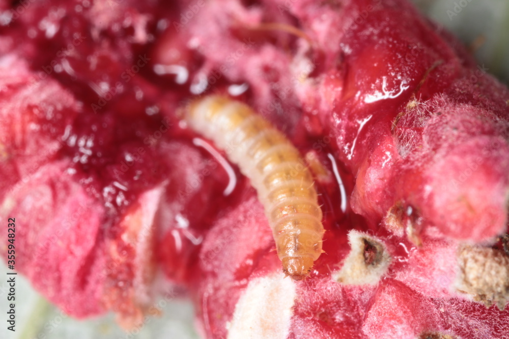 Larva of the raspberry beetle (Byturus tomentosus) on damaged fruit. It ...
