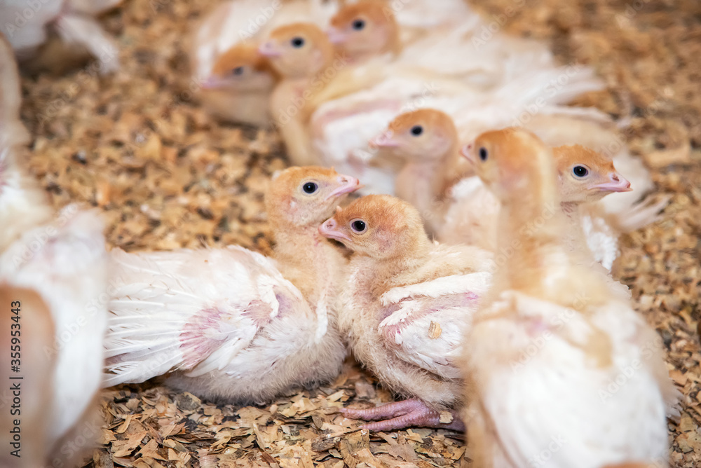 turkey chicks are fed in a pen with sawdust at the poultry farm ...