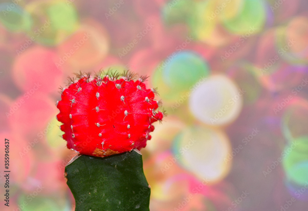 Red Moon cactus are varied mutants which completely lack chlorophyll ...