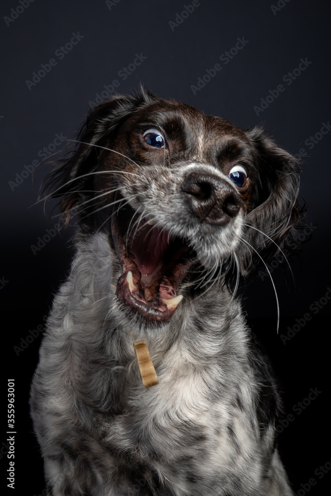 Excited Brittany Spaniel dog making a funny face while catching a treat ...