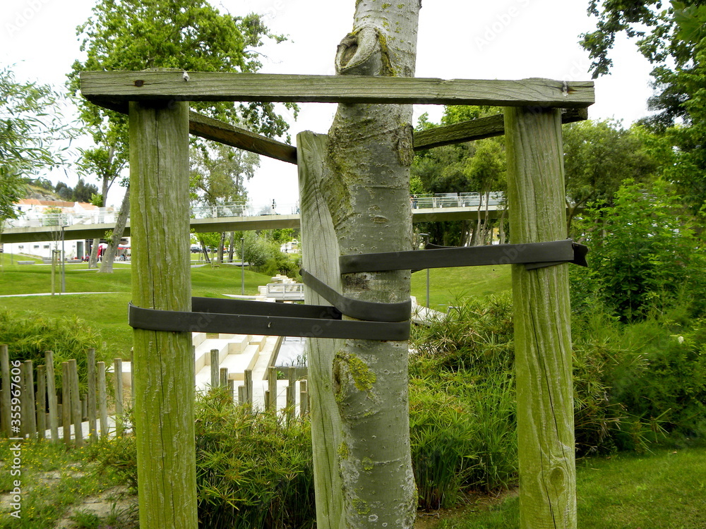Tree Supports-young trees being supported by wooden stakes. Trees with ...