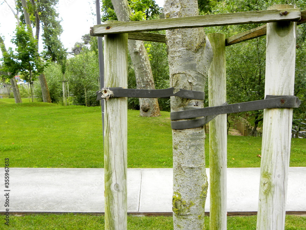Tree Supports-young trees being supported by wooden stakes. Trees with ...