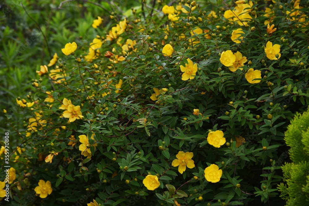 Hypericum hidcote is a Clusiaceae evergreen shrub with yellow flowers ...