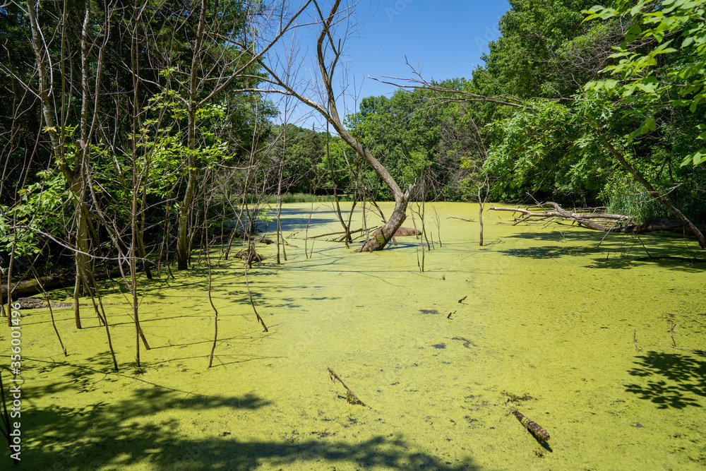 Swamp bog with algae and pond scum, with overgrown tree roots. Taken at ...