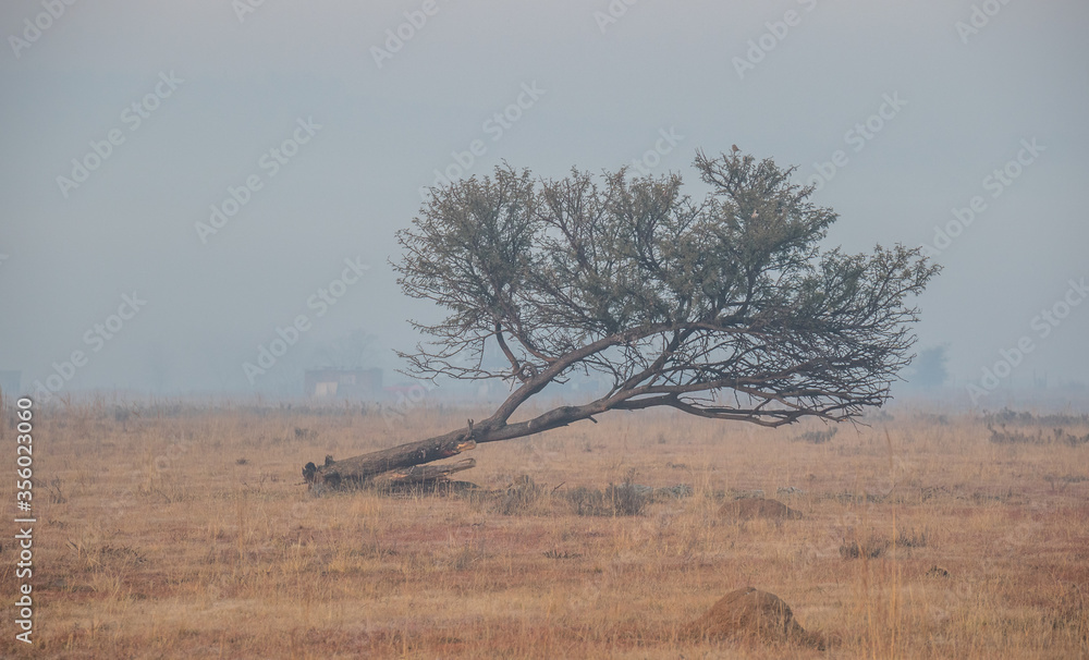 Never give up concept - a tree grows despite having fallen over image ...