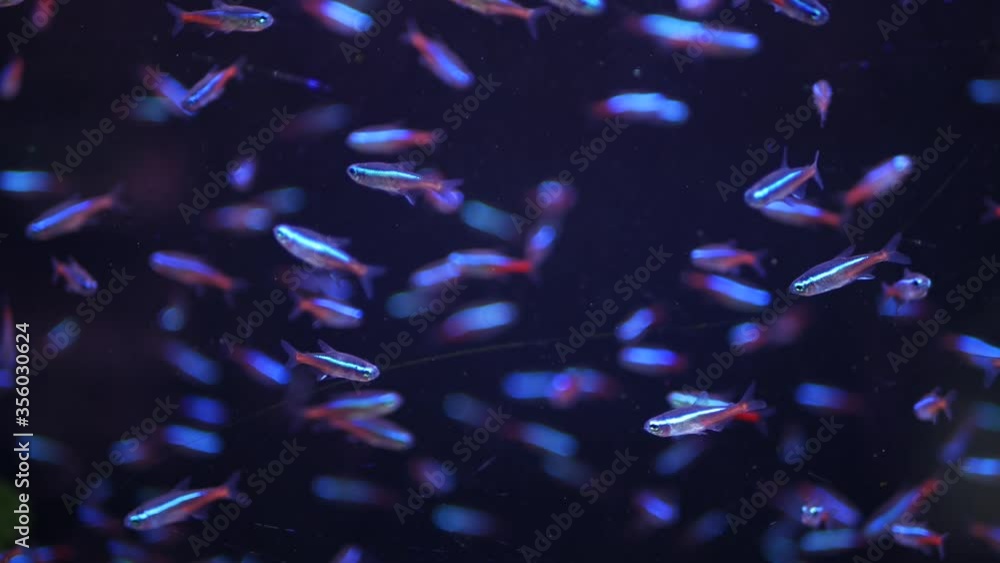 Stockvideon Diversity of tropical fluorescent fishes in exotic ...