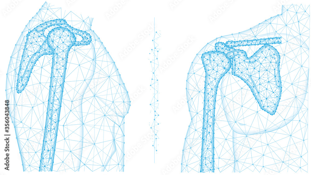 Shoulder joint front and side view polygonal vector illustration ...