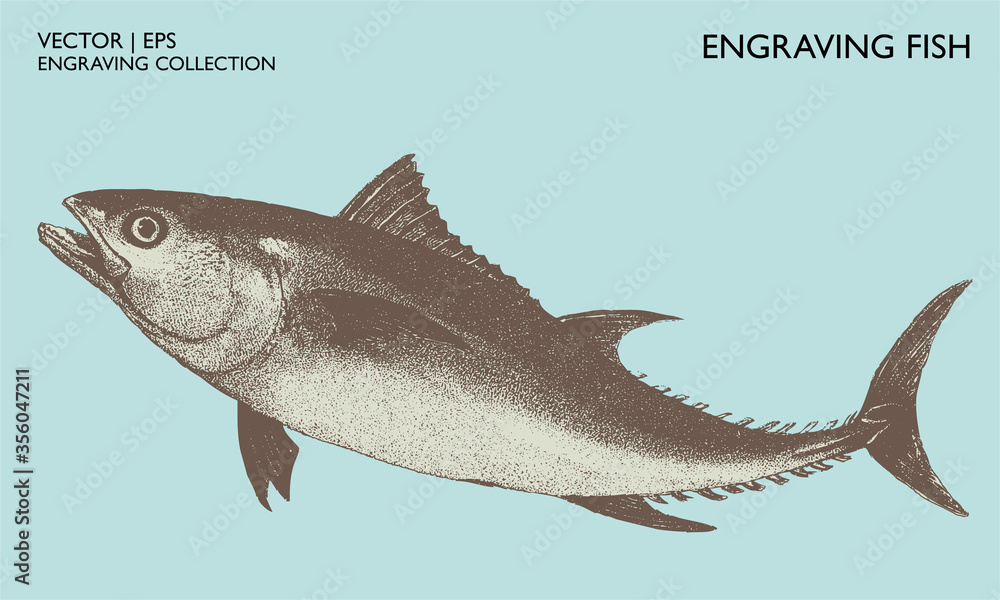 Fish engraving. Vector art. Hand drawn seafood. Sketch illustration ...