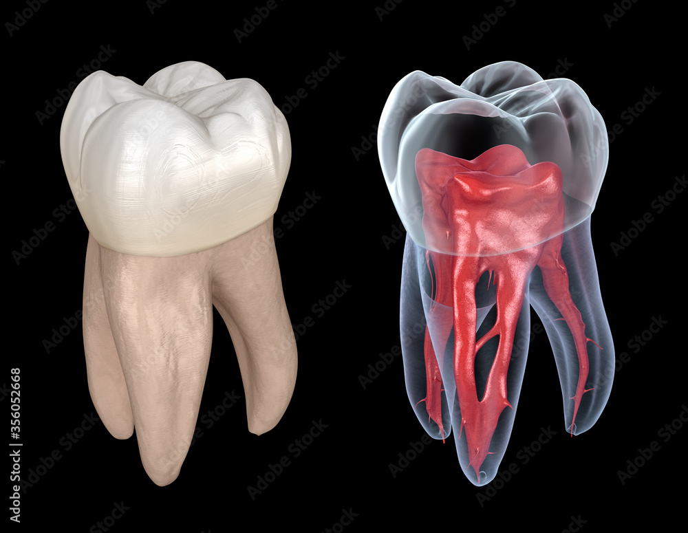 Dental root anatomy - First maxillary molar tooth. Medically accurate ...