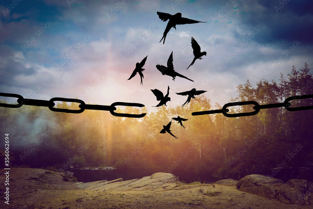 Freedom concept. Silhouettes of broken chain and birds flying in forest ...