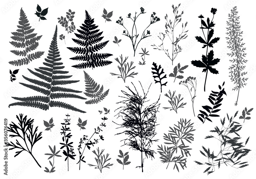 Set of silhouettes of botanical elements. Branches with leaves, herbs ...