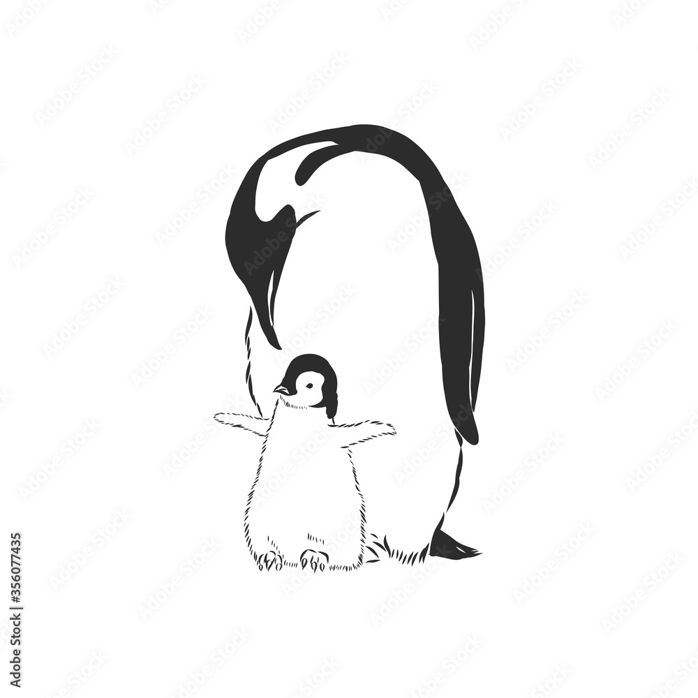 Hand drawing penguins. Vector illustration, penguin, vector sketch ...