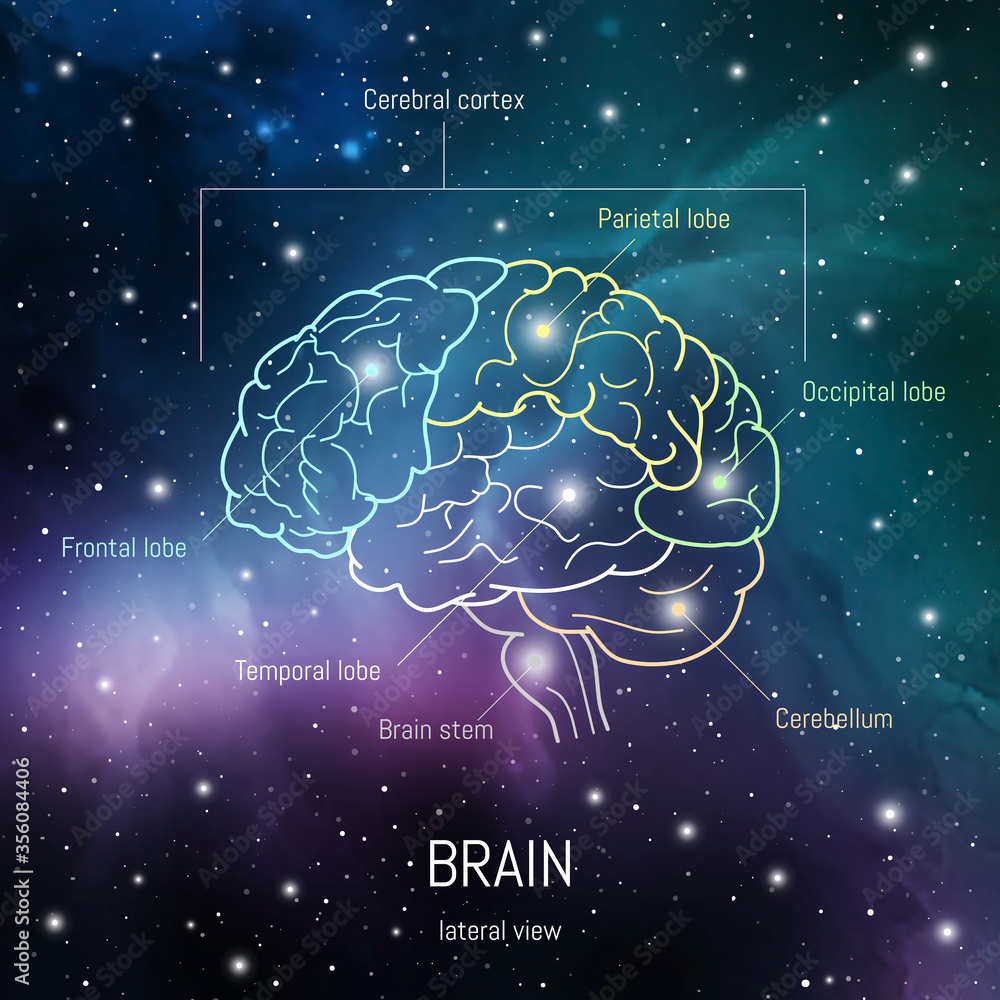 Brain structure. Cerebral cortex, frontal, parietal , occipital and ...