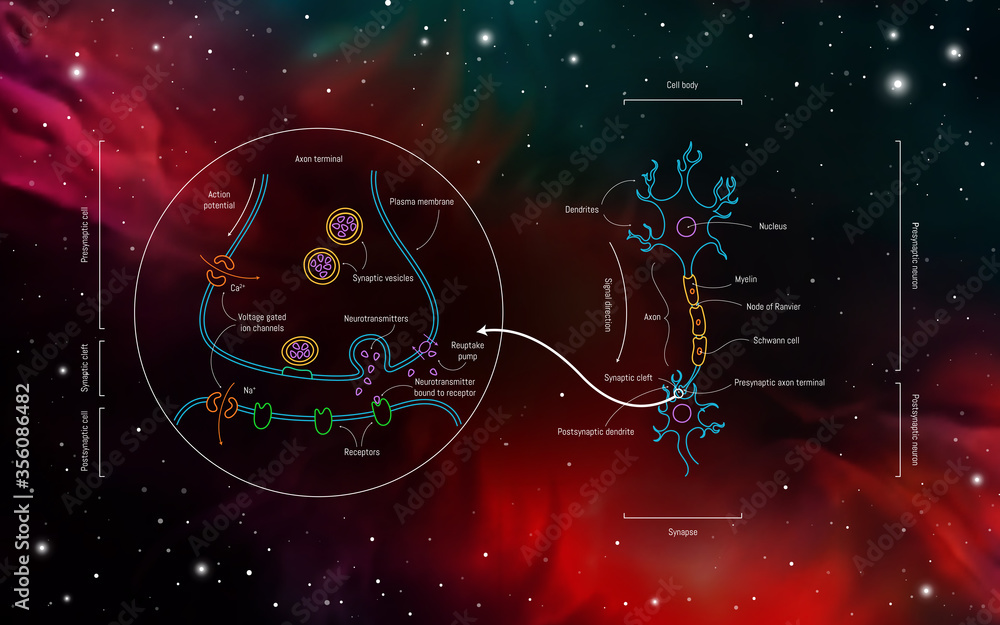 Neuron anatomy. Axons, dendrites, cell body, myelin and synaptic cleft ...