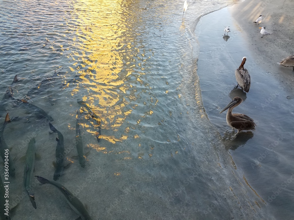 pelicans and birds watching tarpon fish in water in La Guancha in Ponce ...