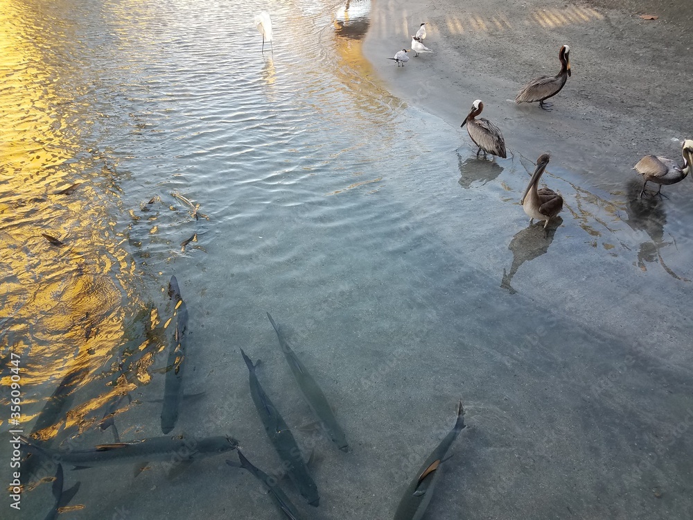 pelicans and birds watching tarpon fish in water in La Guancha in Ponce ...
