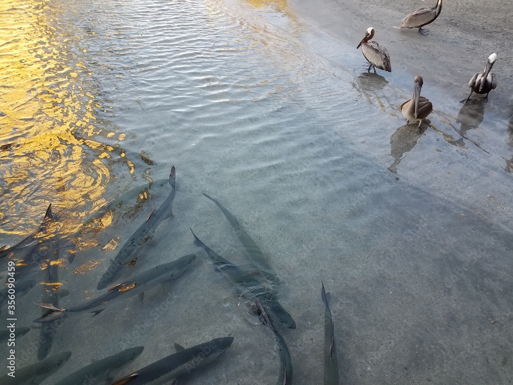 pelicans and birds watching tarpon fish in water in La Guancha in Ponce ...
