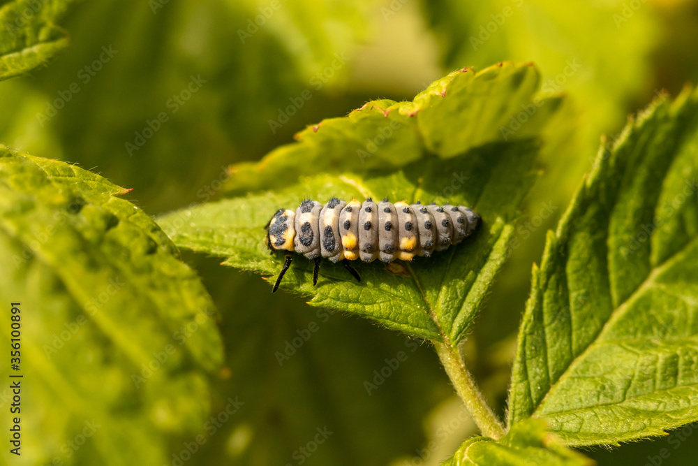 Ladybug larva posed on a raspberry leaf, natural aphid predator Stock ...