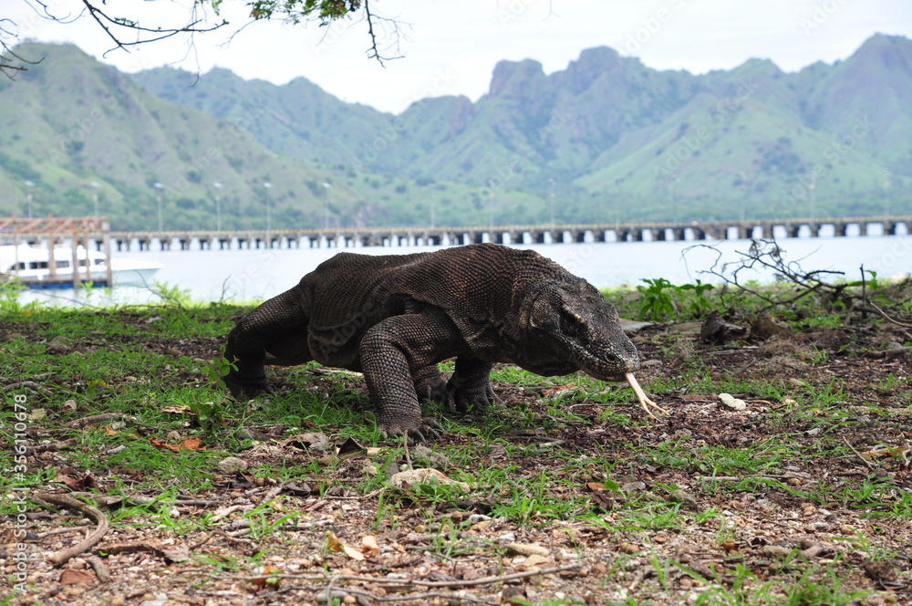 The komodo dragon and habitat in Komodo national park, Indonesia. Stock ...