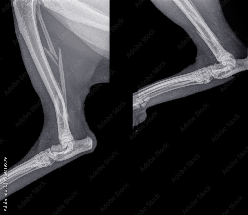 Digital front and side view X ray of the hind leg of a cat with a ...