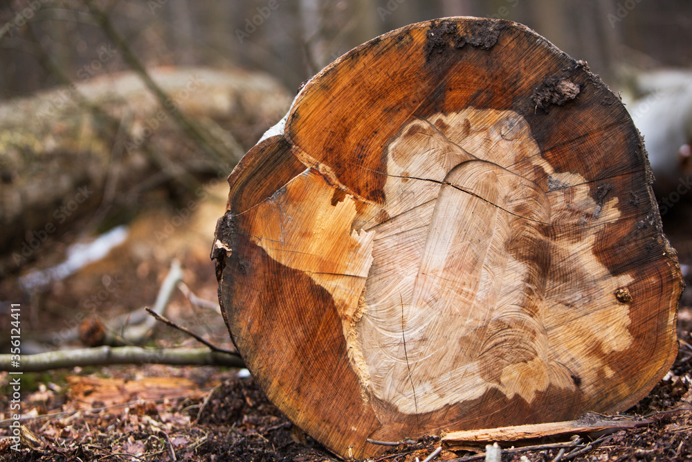 Cut down old tree with different colors. Stock Photo | Adobe Stock