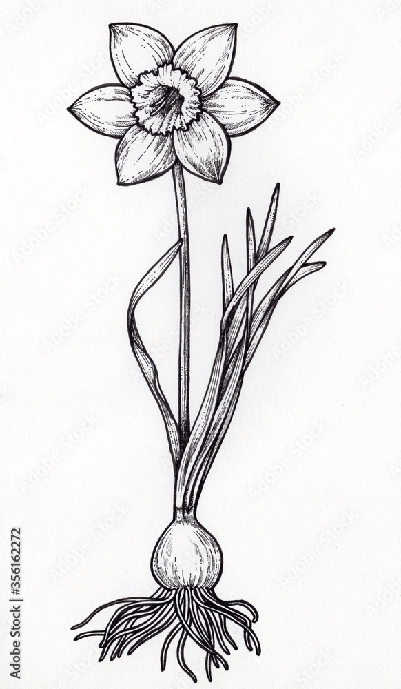 Botanical Illustration Roots