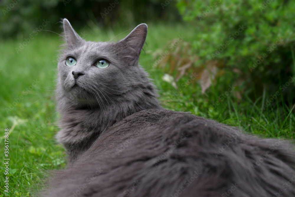 Front of a rare Nebelung cat with green eyes gazing upwards in a garden ...