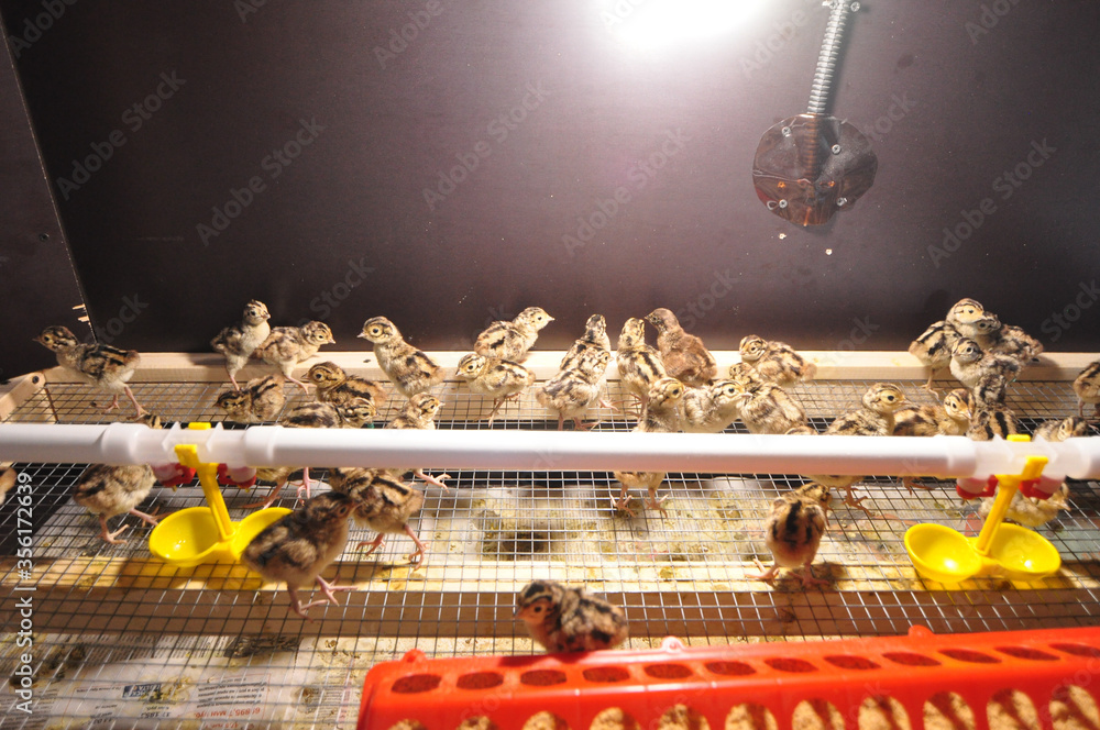 Pheasant chickens in a brooder under a warm lamp. Egg incubation ...
