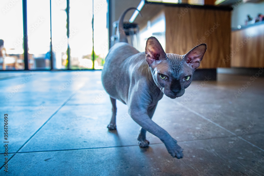 Gato Egipcio, esfinge, sphynx, sin pelo Stock Photo | Adobe Stock