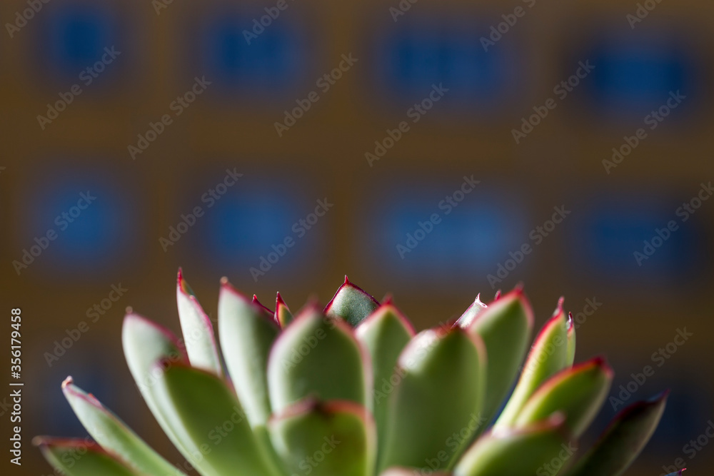 Frontal of balcony plant Echeveria pulidonis (Pulido's Echeveria), a ...