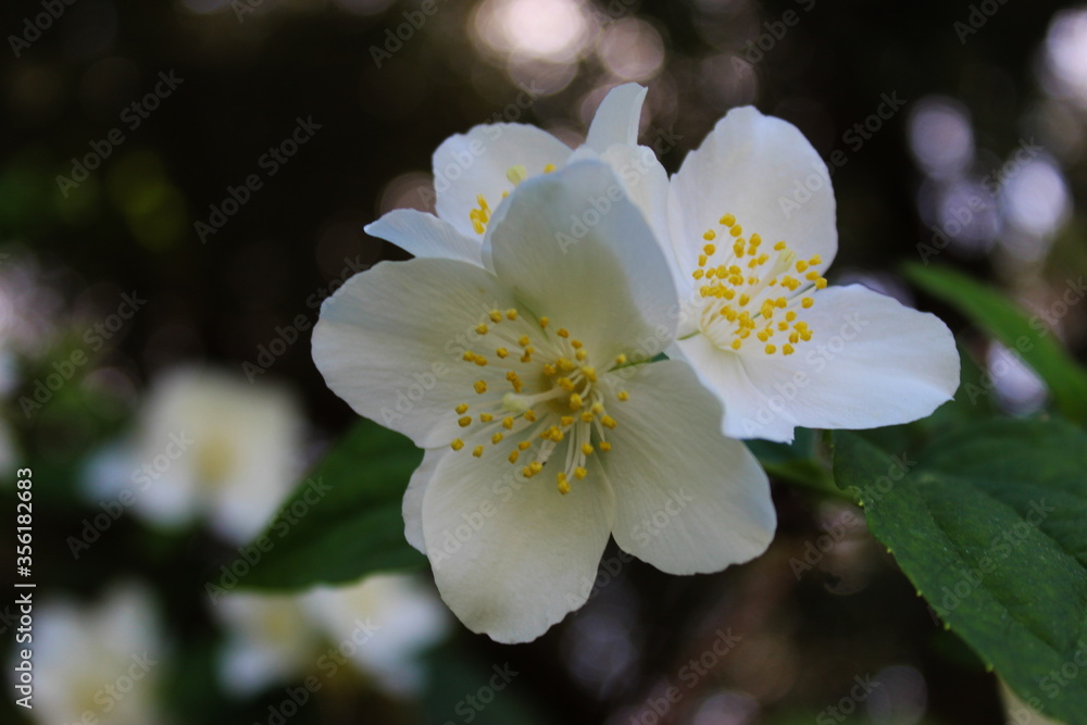 Beautiful white flowers with four petals with a dark background. Philadelphus coronarius, sweet ...