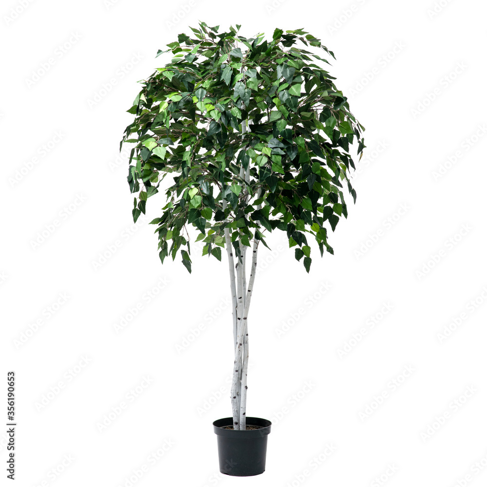 Artificial birch tree like real as modern evergreen ecological ...