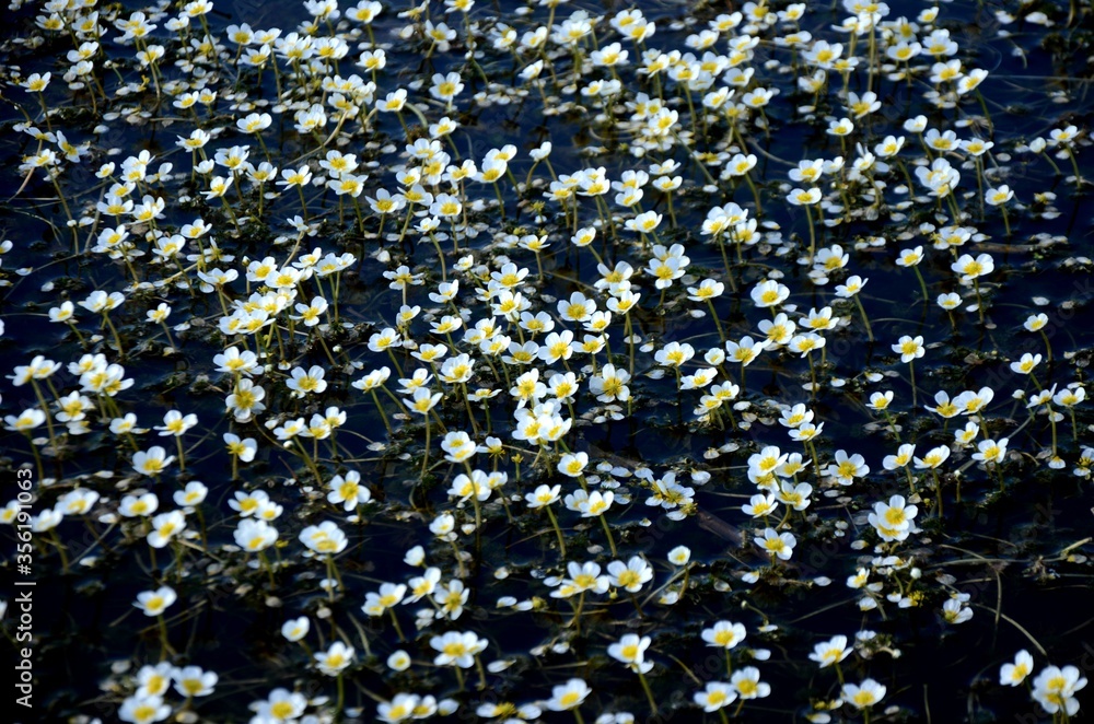 Batrachium trichophyllum bloom on dark water. Small white mei flowers ...